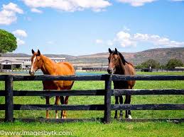 Gallery – Hidden Spring Ranch