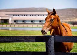 Gallery – Hidden Spring Ranch